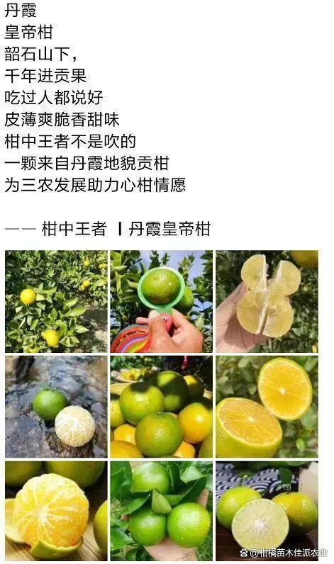 柑橘推广文案图标