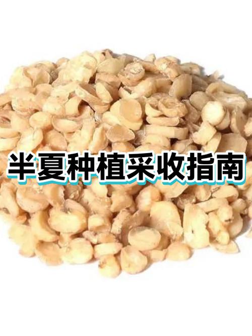 半夏 中药图标