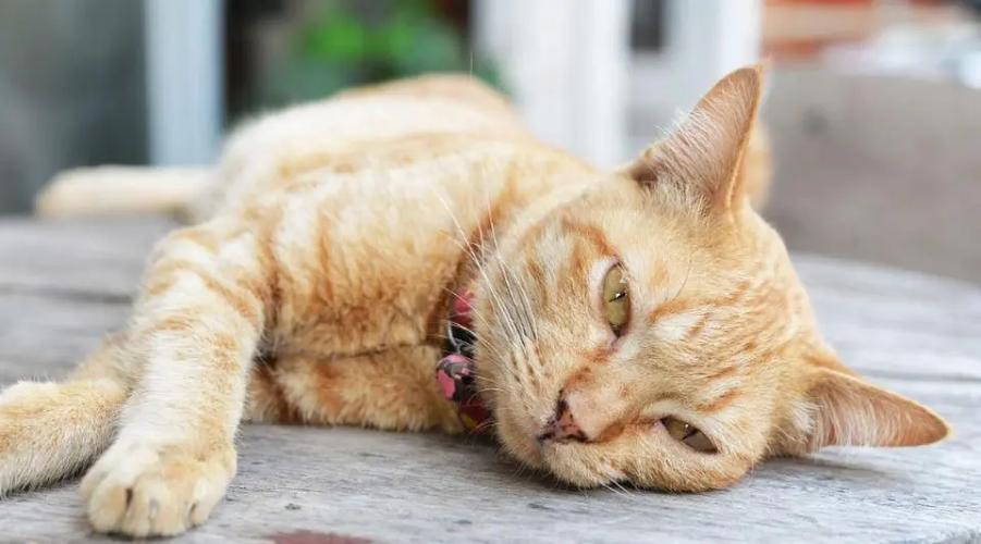 猫咪看着没精神呆呆的截图