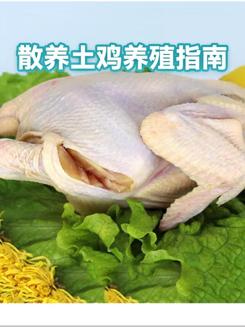 土鸡养殖成本和利润图标