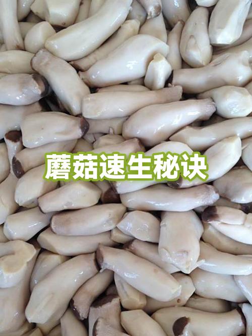 怎么生蘑菇图标