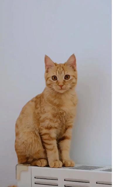 母猫叫声播放吸引猫图标