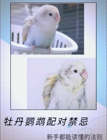 牡丹鹦鹉配对公式一览表图标