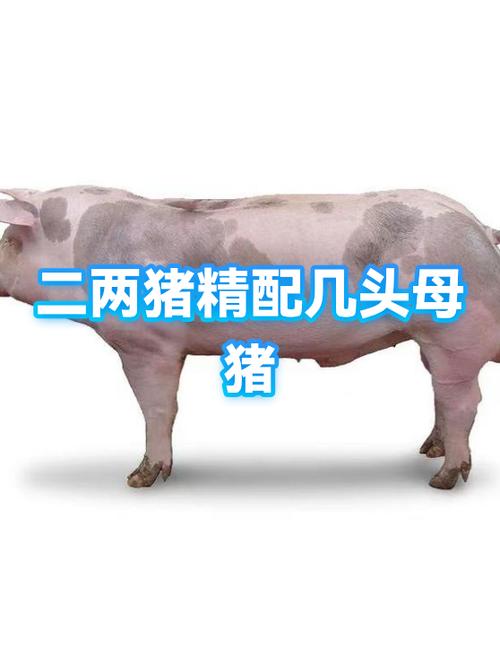 猪精带一对还是一个