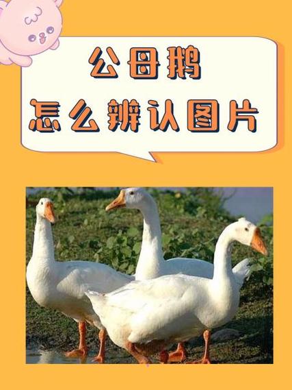 母鹅和公鸡能配种吗截图
