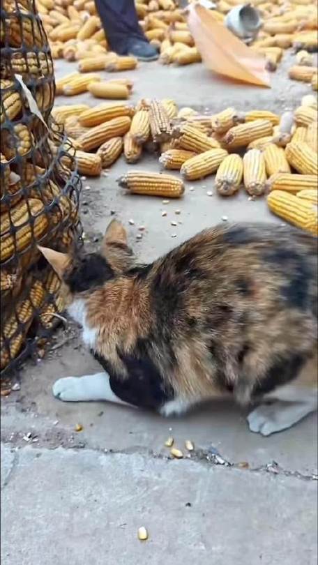 宠物猫不抓老鼠图标