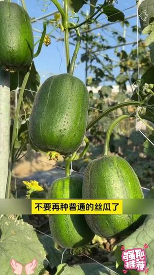 苹果怎么删除丝瓜描述文件图标