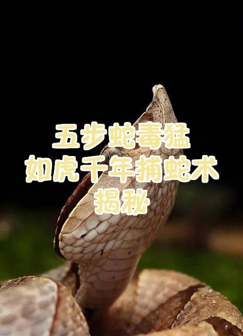 五步蛇的毒性有多大图标