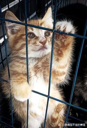 猫犯错关笼子有效吗图标