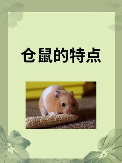 仓鼠爱吃啥图标