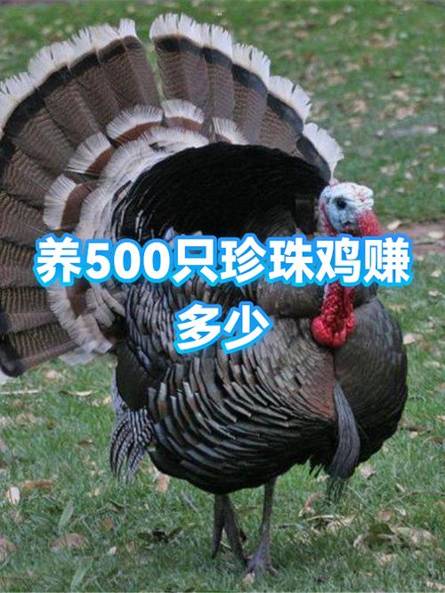 养鸡500只需投资多少图标