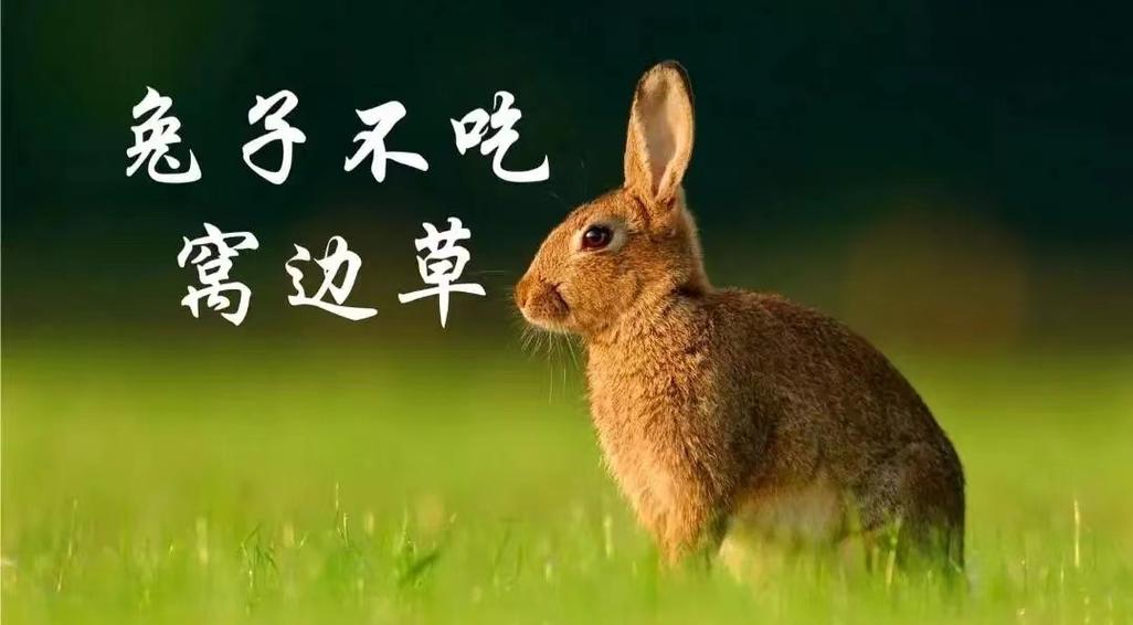 兔子不吃窝边草下一句话是什么截图