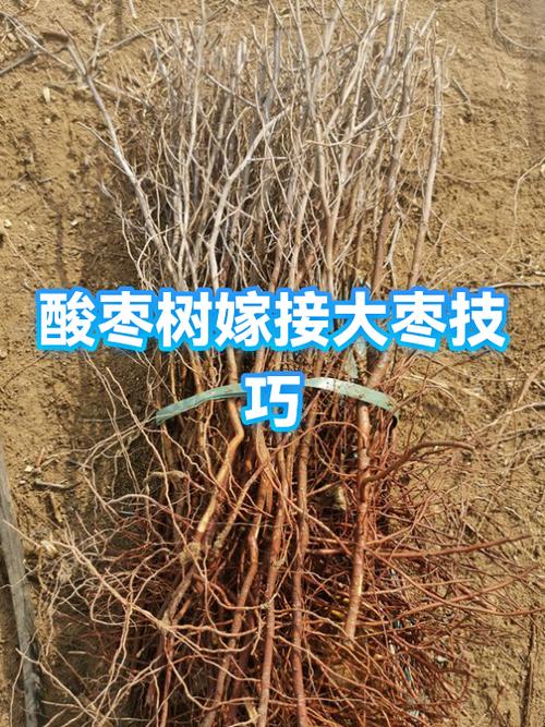 酸枣接大枣视频