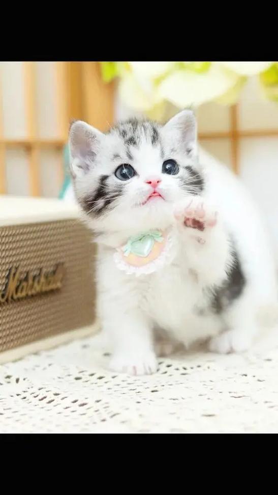 小奶猫图片截图