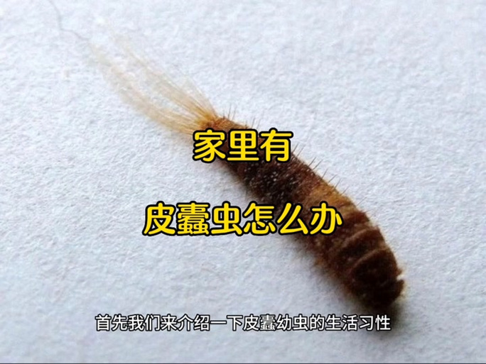 皮蠹虫用什么杀虫剂图标