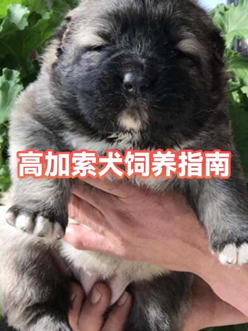 真狗是什么意思图标