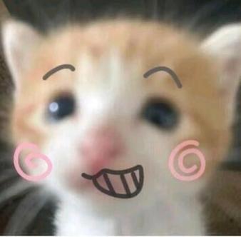 猫图片 表情包截图