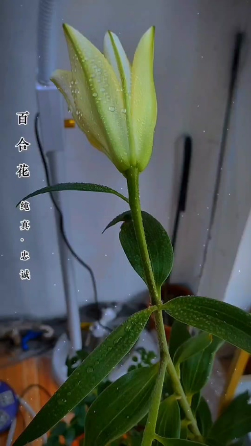 野百合的花语是什么截图
