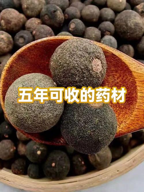 人参蜜宝的功效截图