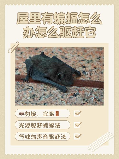 怎样驱赶蝙蝠不再回来图标