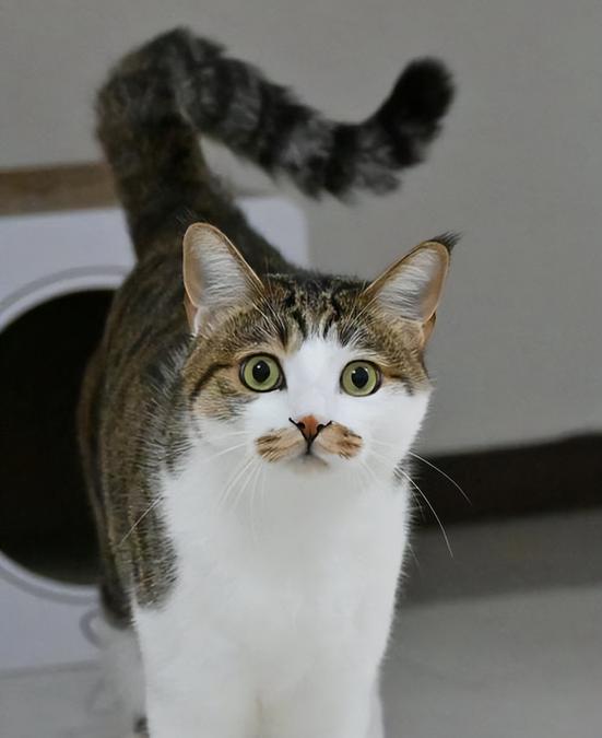 十大最好养猫排名图标