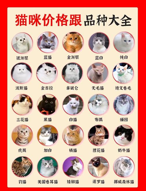 刺猬猫多少收藏合理图标