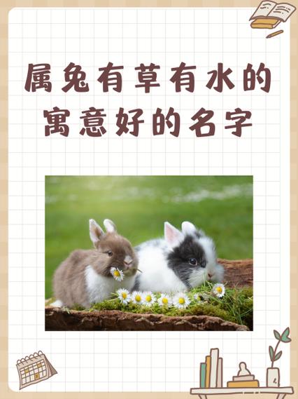 属兔的注册公司用什么名图标