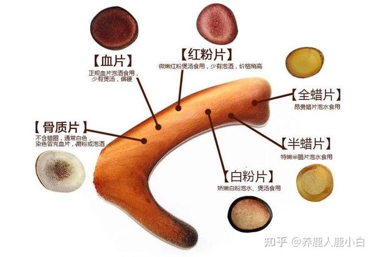 鹿茸片的作用与功效截图