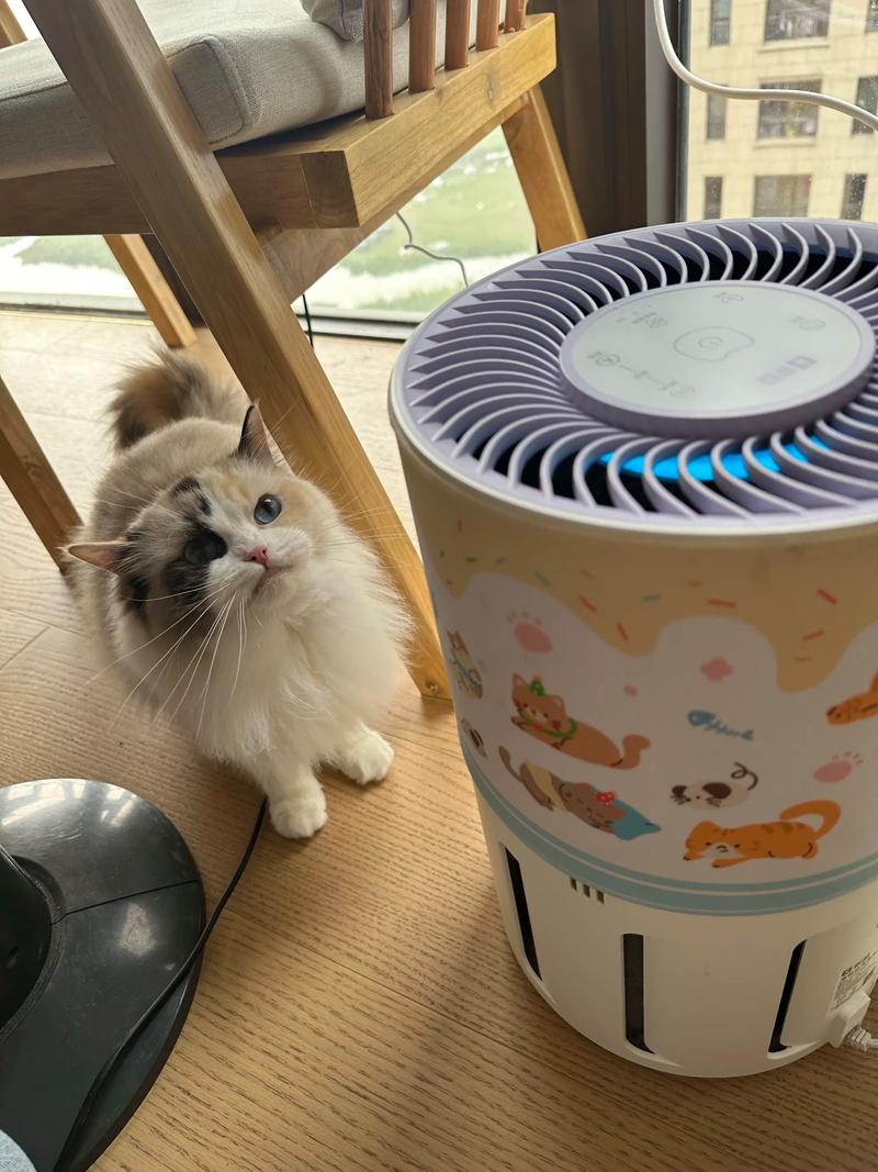 坏猫猫搜索怎么净化图标