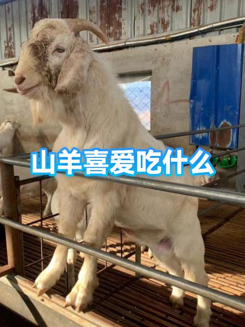 山羊喜欢吃什么图标