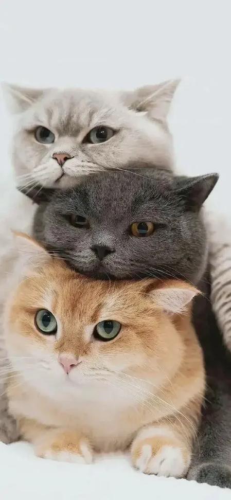 可爱的猫咪图标