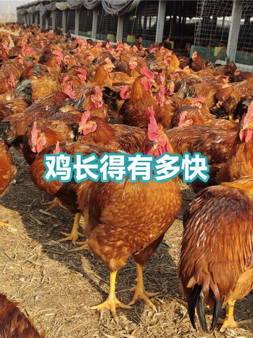 养鸡喂什么长得快图标