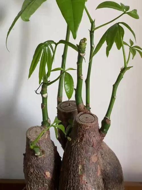 发财树光杆不长芽图标