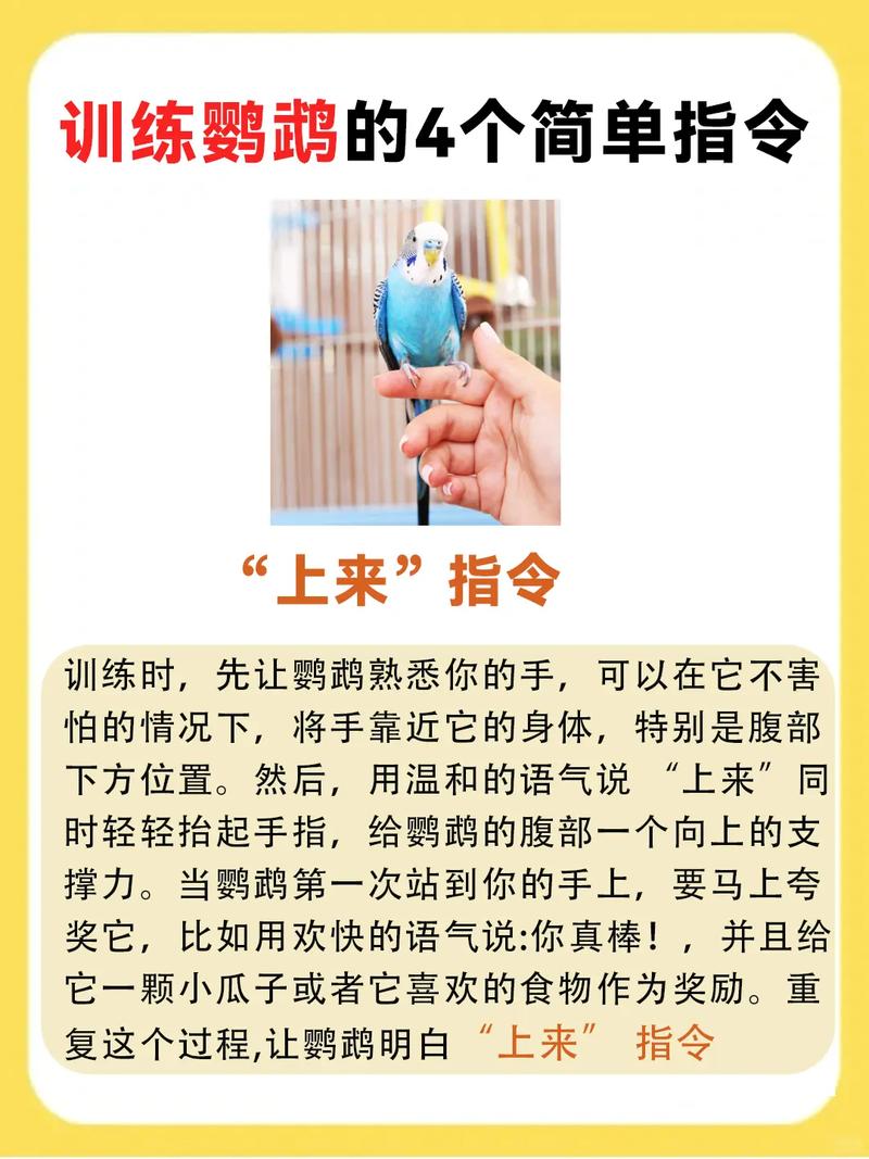 怎么训练小鹦鹉缩略图
