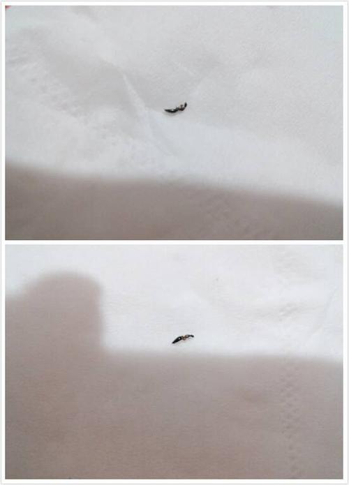 床上出现特别小像蚂蚁的虫子图标