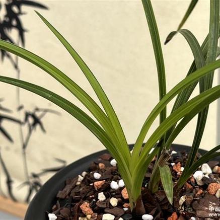 青花瓷最火的文案短句图标