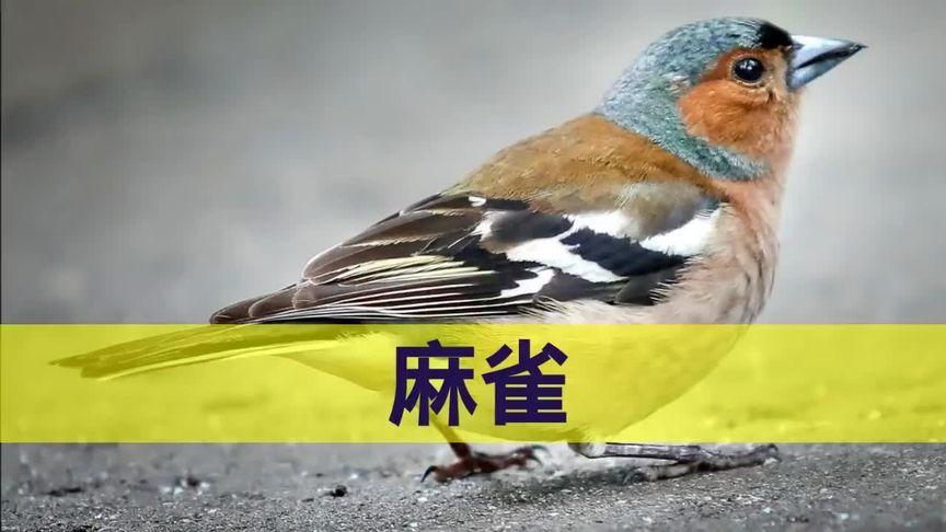 麻雀叫声图标