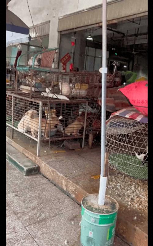 离我最近的狗市场图标