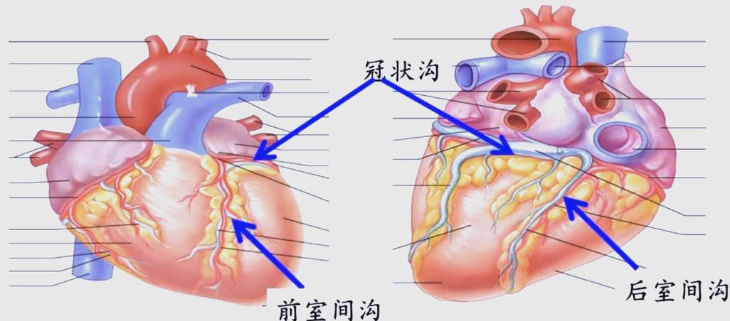 位于房间隔右心房面的是