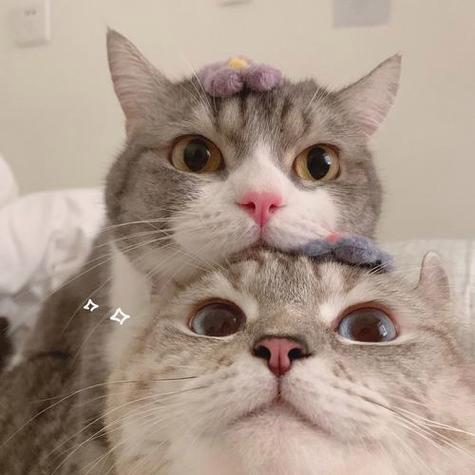 小猫情侣头像高清图标