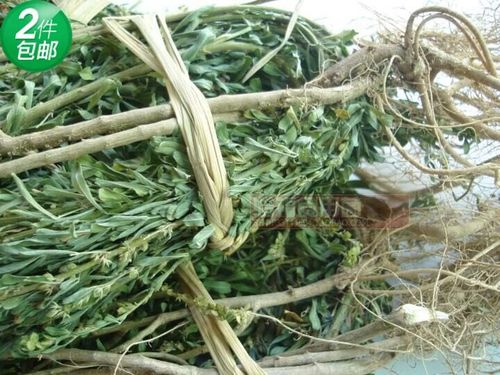 铁扫帚克谁几率大图标