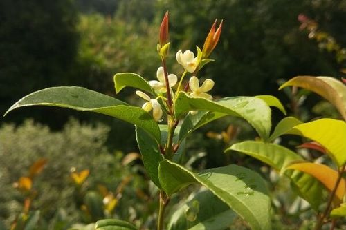 一年四季都能开花结果的树