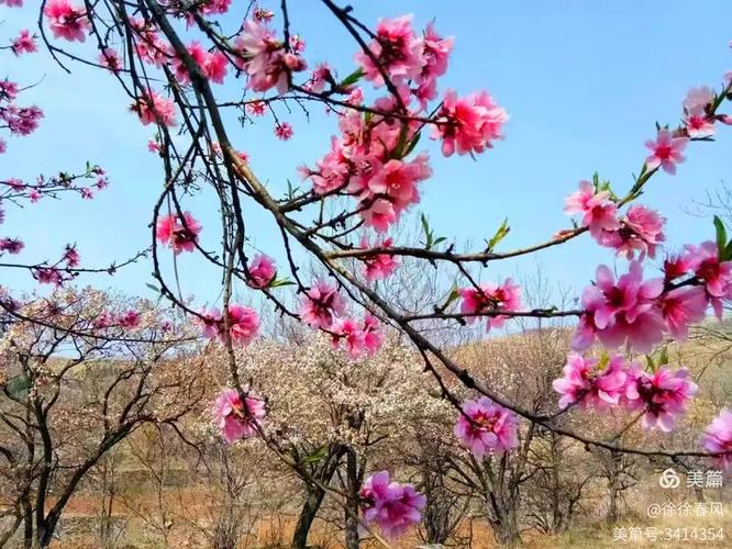 桃花十里笑春风什么意思图标