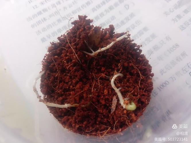 豆丁葫芦长什么样子图标