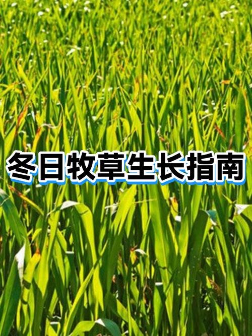 牧场物语冬季攻略图标