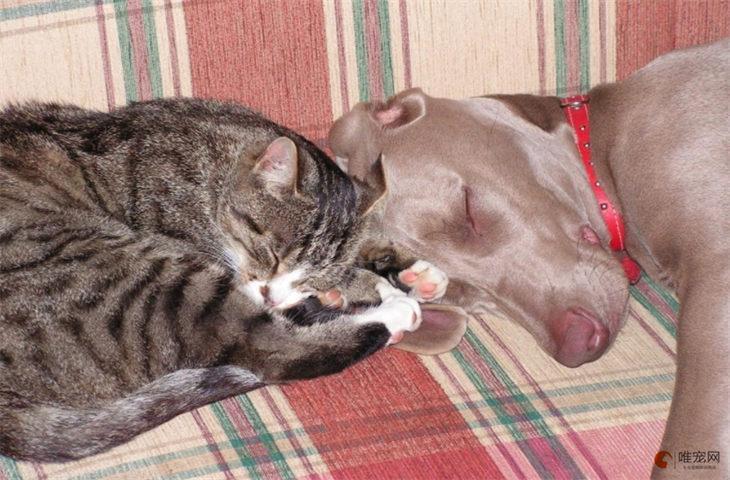 猫狗同养禁忌