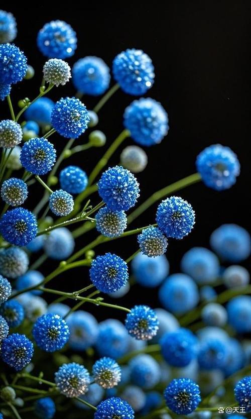 蓝色满天星花语图标