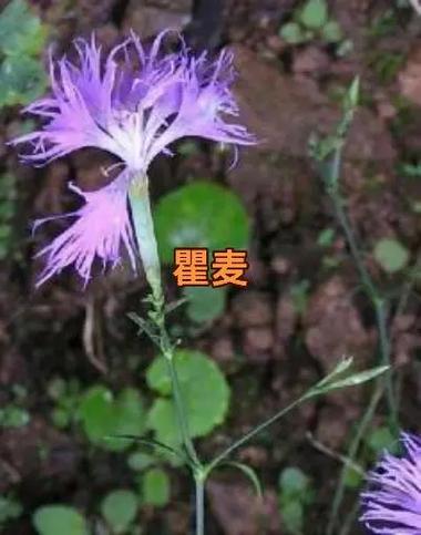 最难喊的麦截图