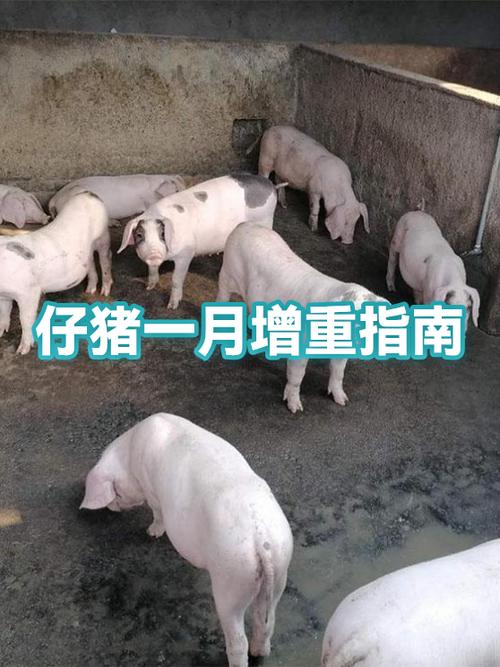 减肥可以一个月增肥吗图标