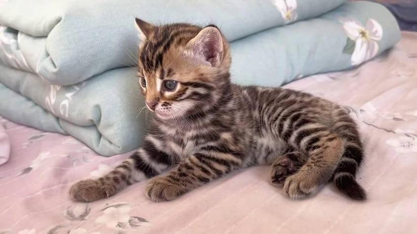 邻居猫猫视频图标